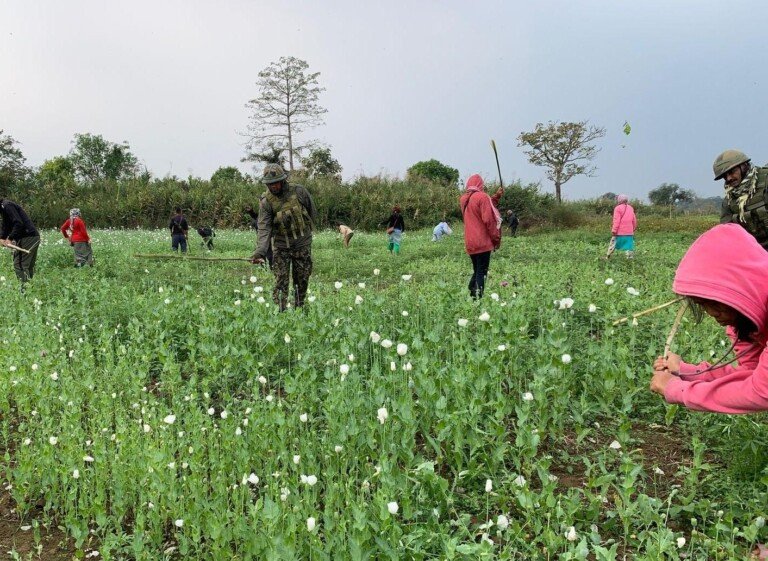 Massive Illegal Poppy Cultivation Worth ₹500 Crore Destroyed In ...